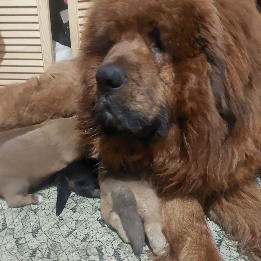 Тибетский мастиф, щенок