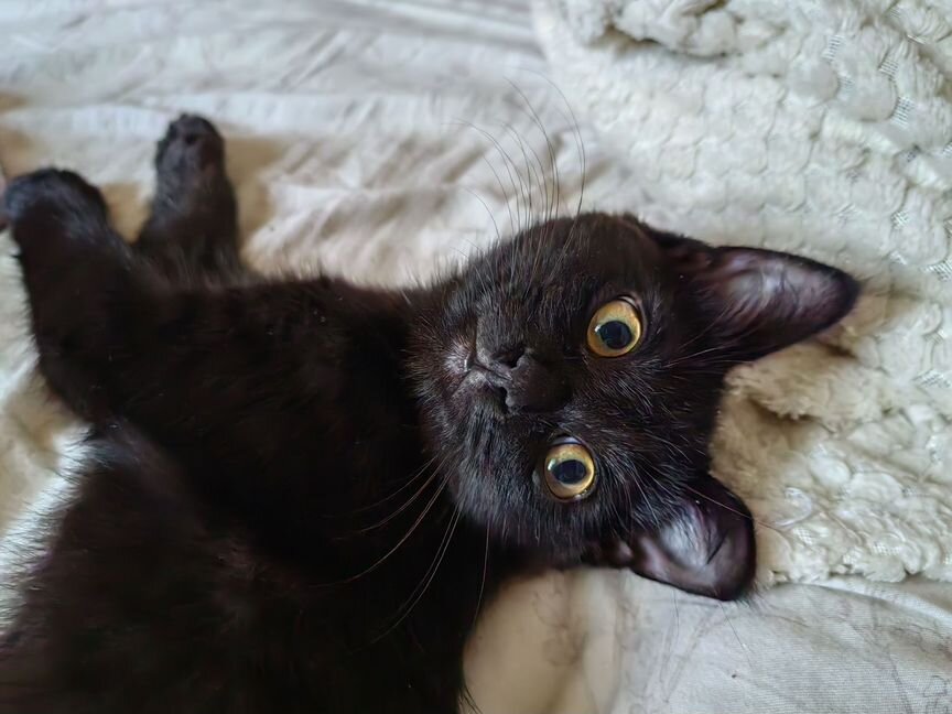 Бомбейский котенок