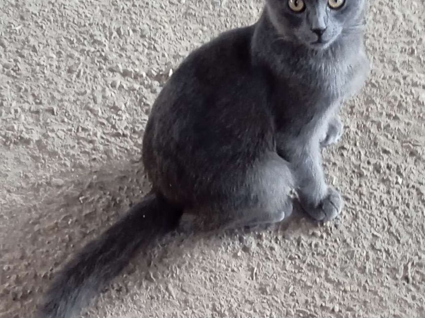 Кошка британка