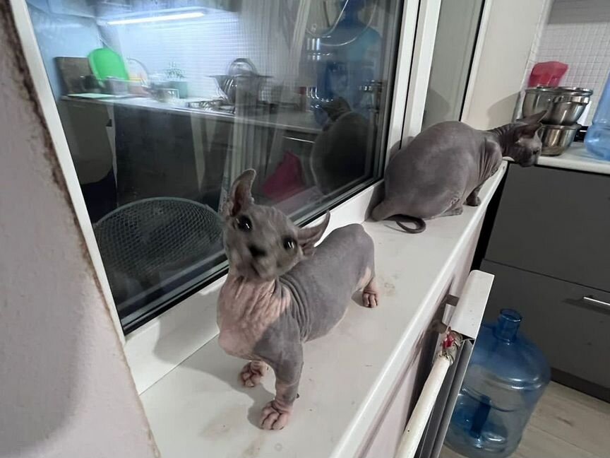 Котята сфинкс