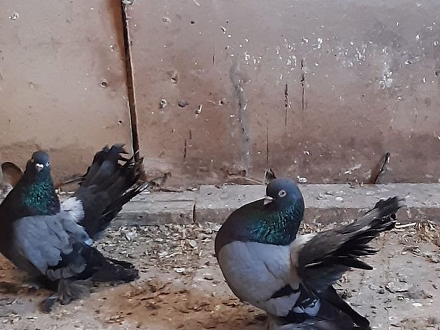 Продажа голубей