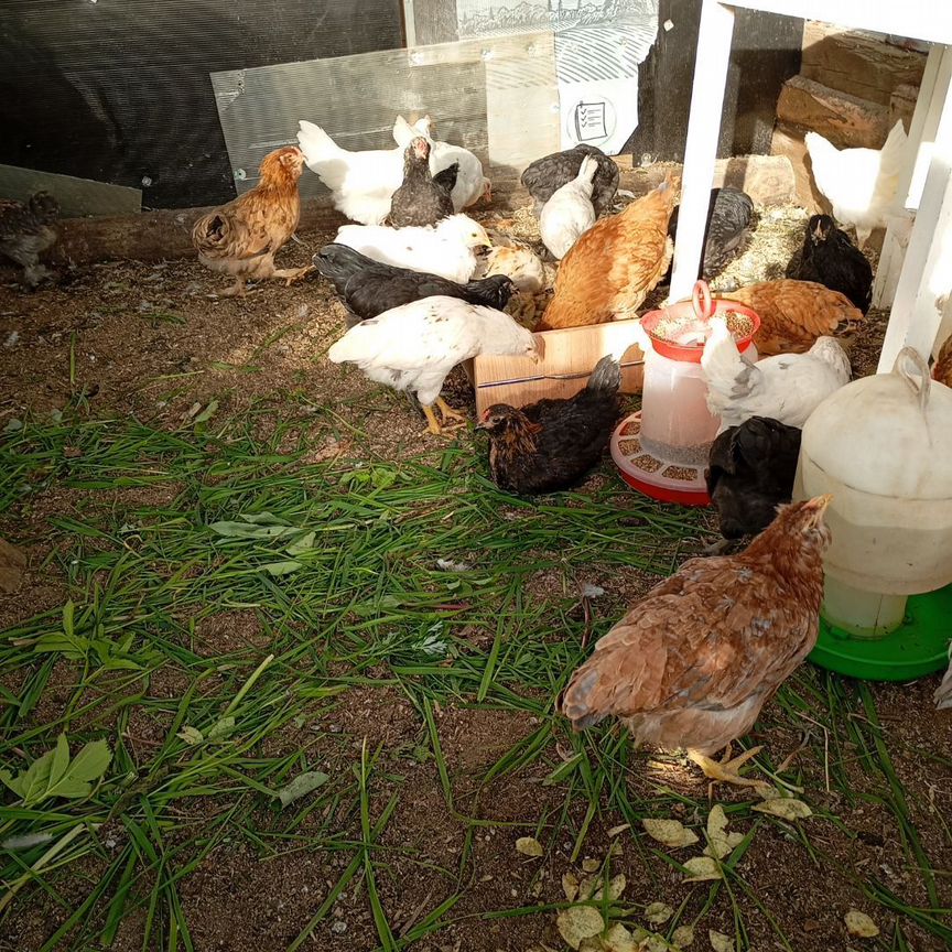 Куры молодки