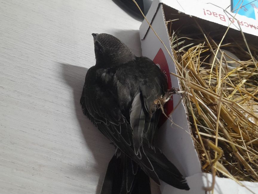 Птица-сын синицы/чиж