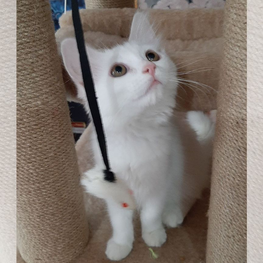 Белый котенок