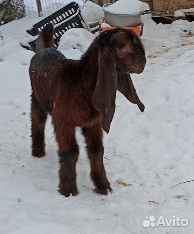 Козлёнок Шами