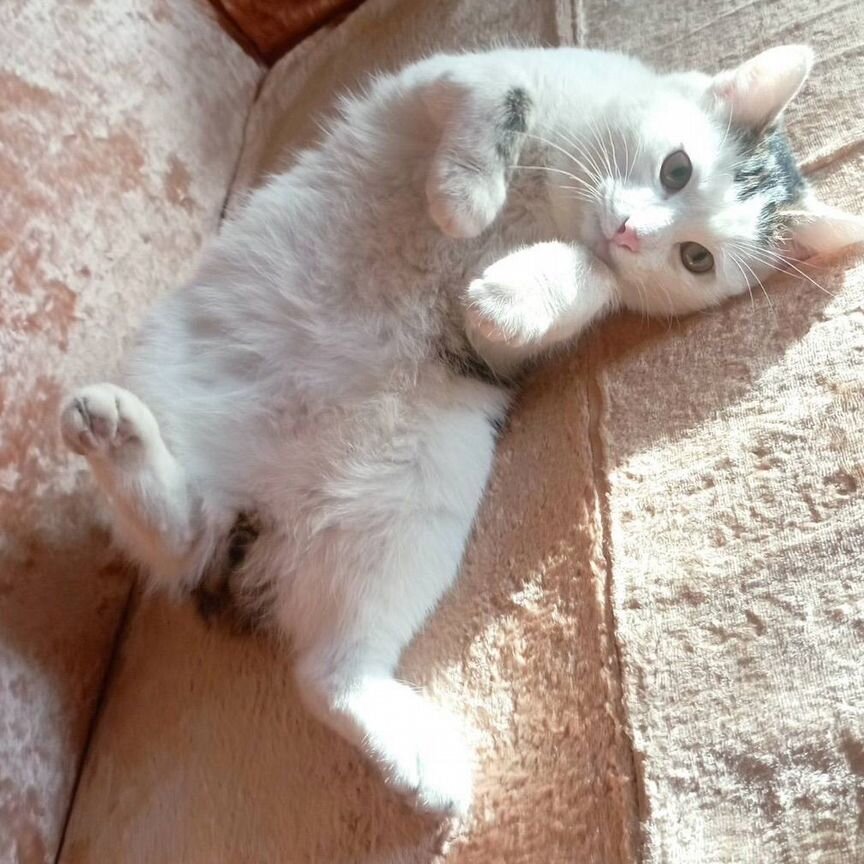 Котик в добрые руки