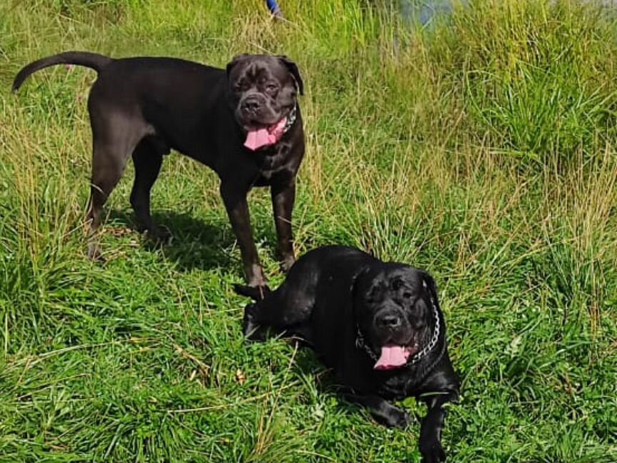 Собаки щенки Кане Корсо