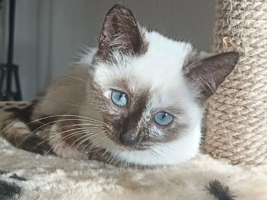 Отдам кошку с невероятными глазами