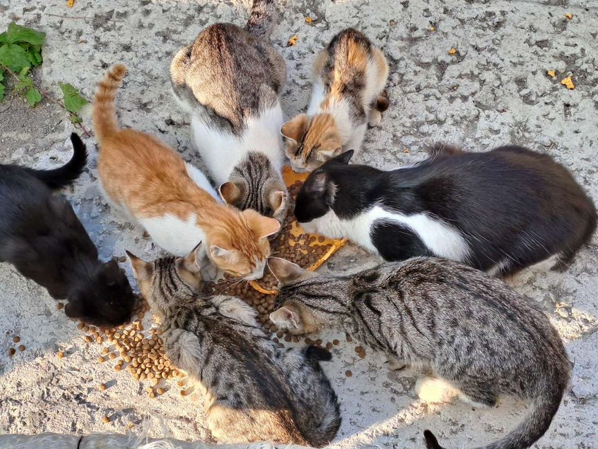 Молодые котята