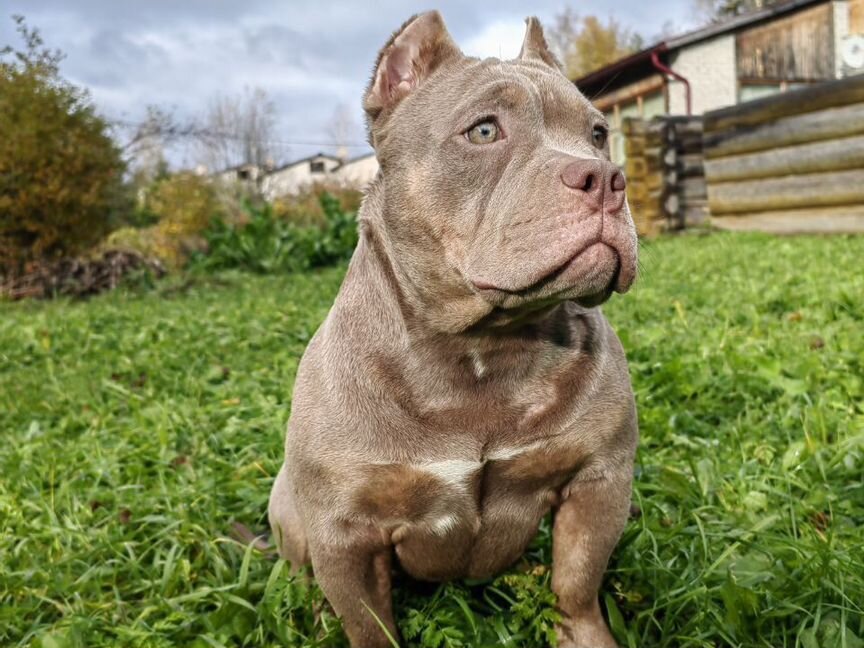 Щенок американского булли