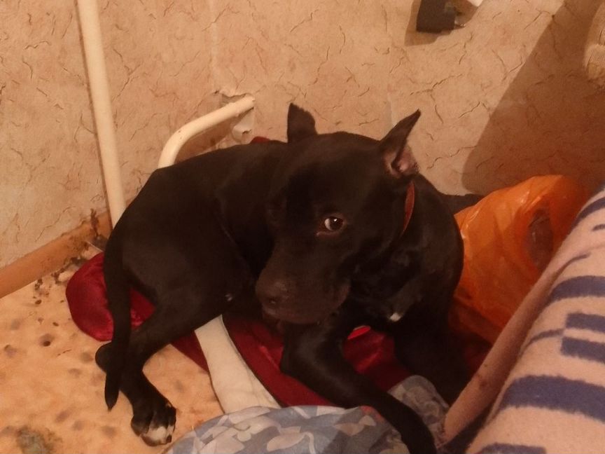 Питбультерьер