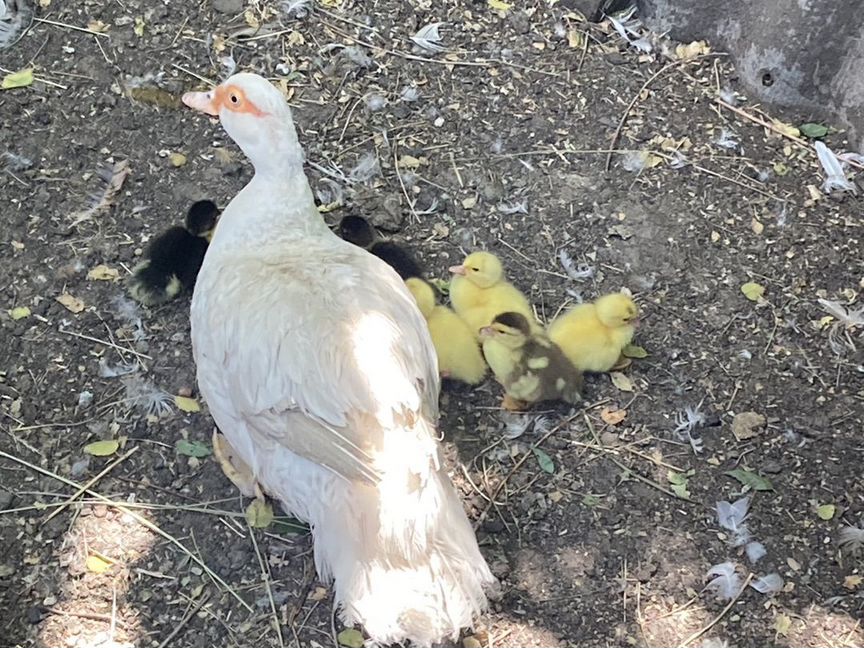 Продаются индаутята