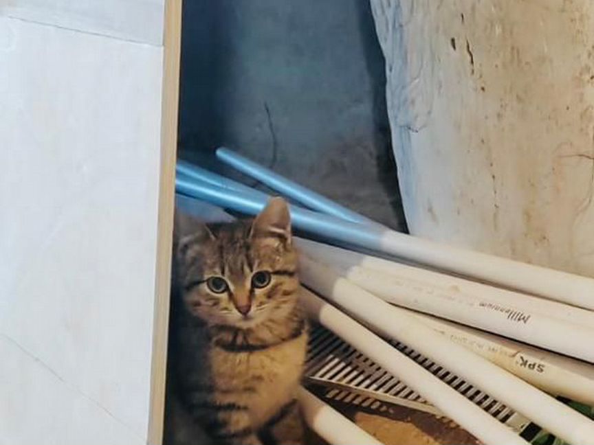 Котята ищут семью