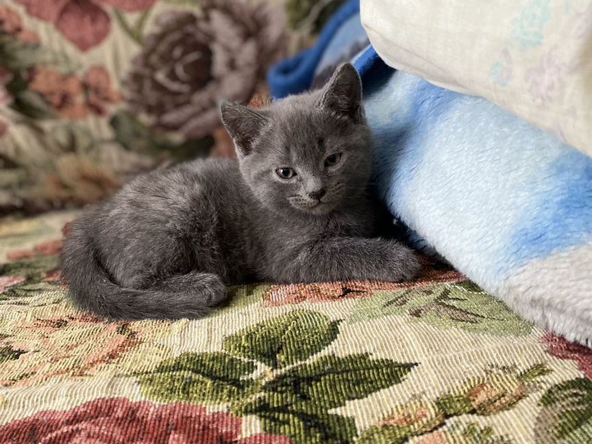 Котята помесь шотландской кошки и британского кота