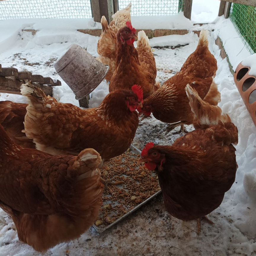 Куры несушки