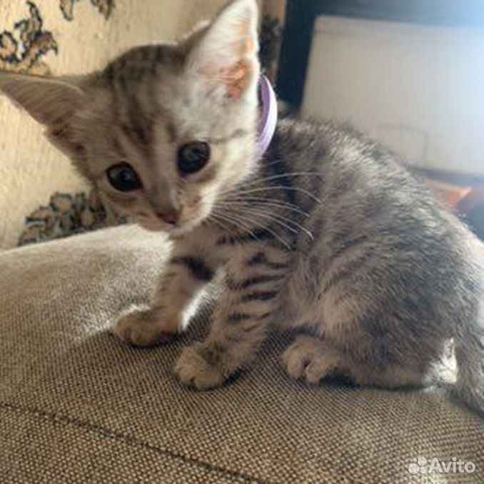 Маленькая сирота котёнок