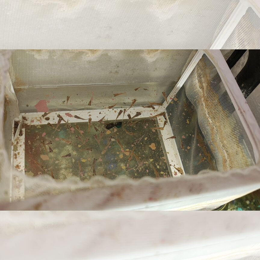 Отдам мальков