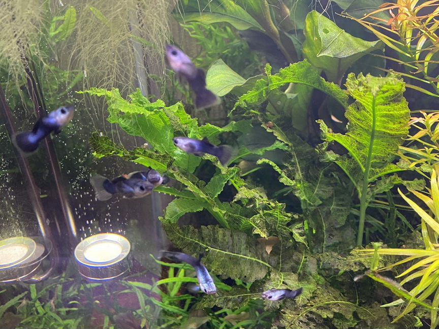 Аквариумные рыбки гуппи Панда