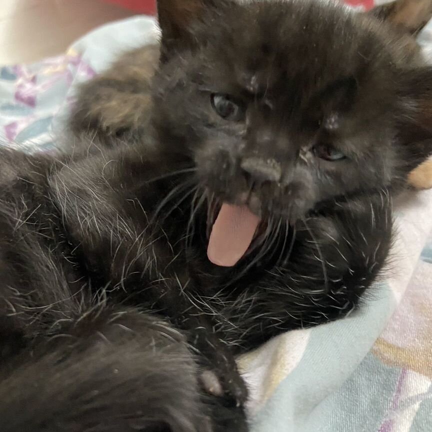 Черный котенок с черными полосками