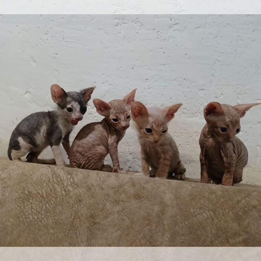 Донской сфинкс котёнок