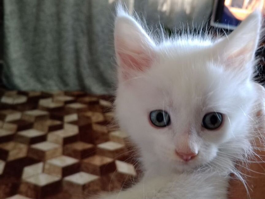 Котята мейн-кун