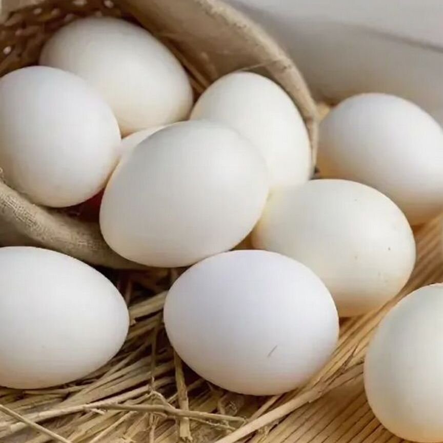 Инкубационное яйцо голанской белохохловой