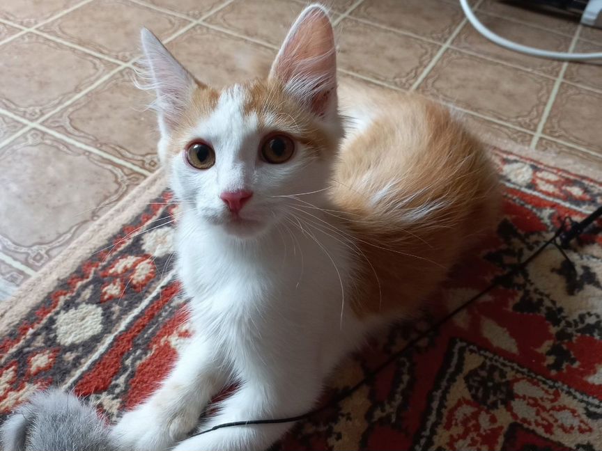 Храбрый котёнок Тимур
