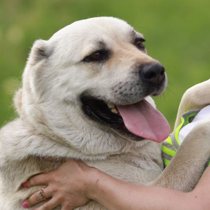 Красотка алабайка Дана, 3 года