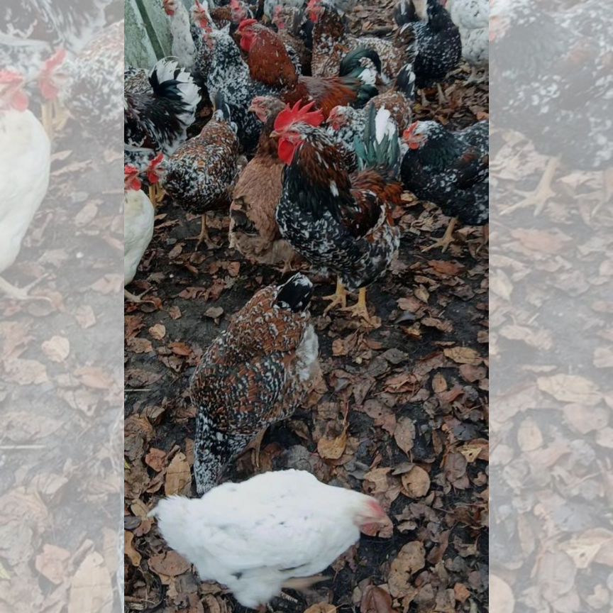 Инкубационное яйцо