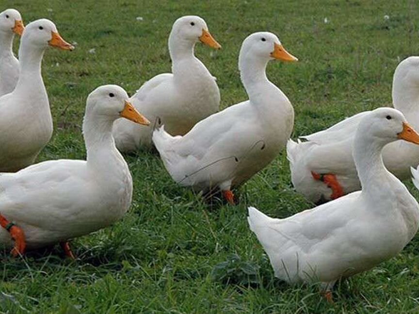 Броилерные утки