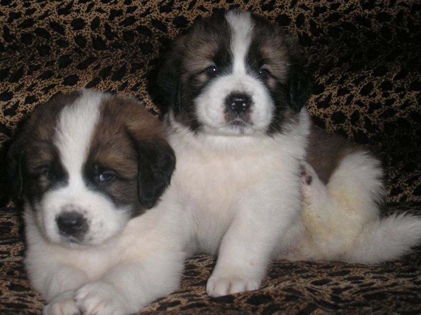 Московская сторожевая собака. Шикарные щенки