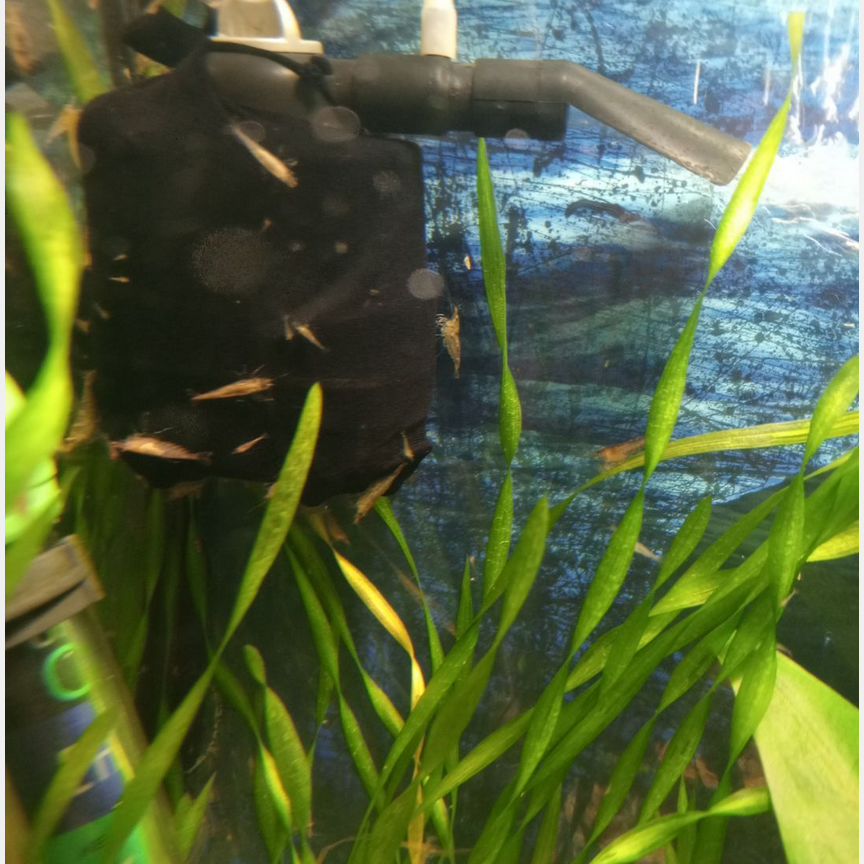 Аквариумные креветки