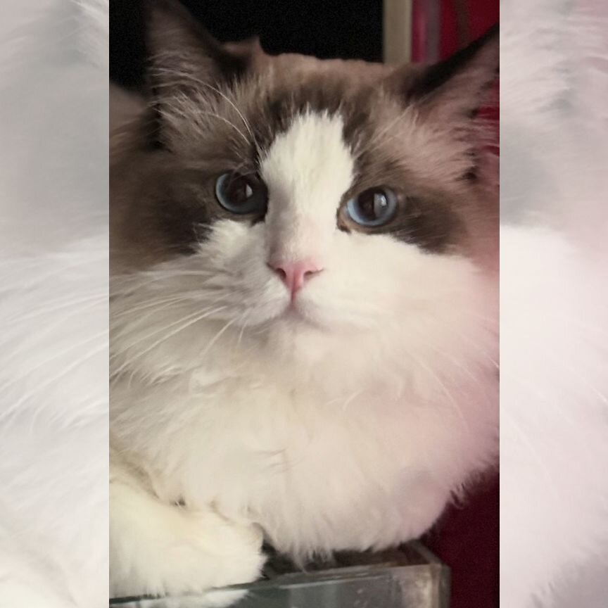 Рэгдолл котёнок