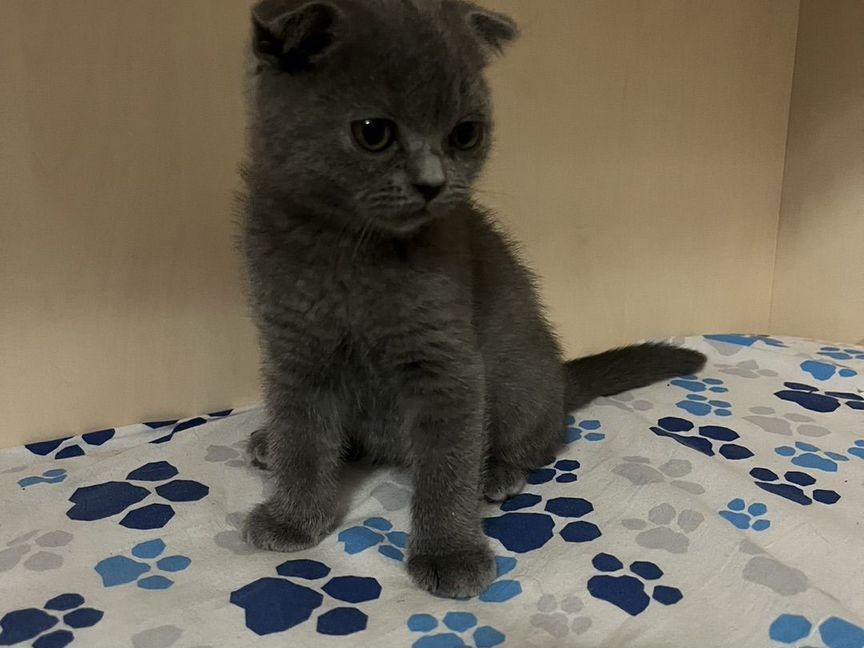 Британский котёнок