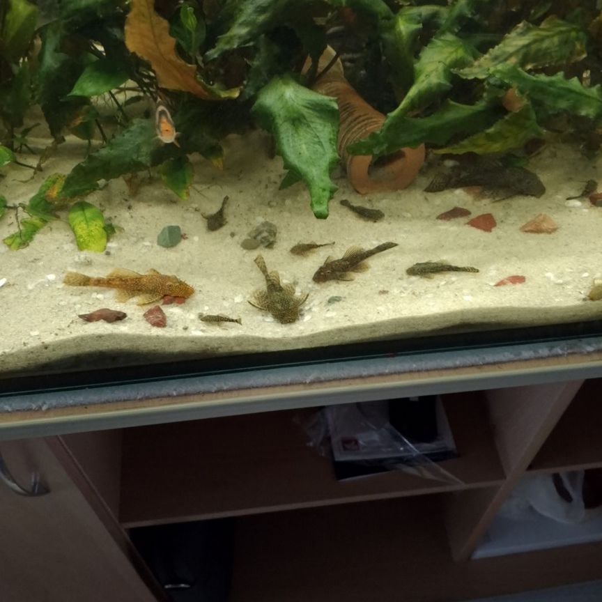 Продам мальков анцитрусов