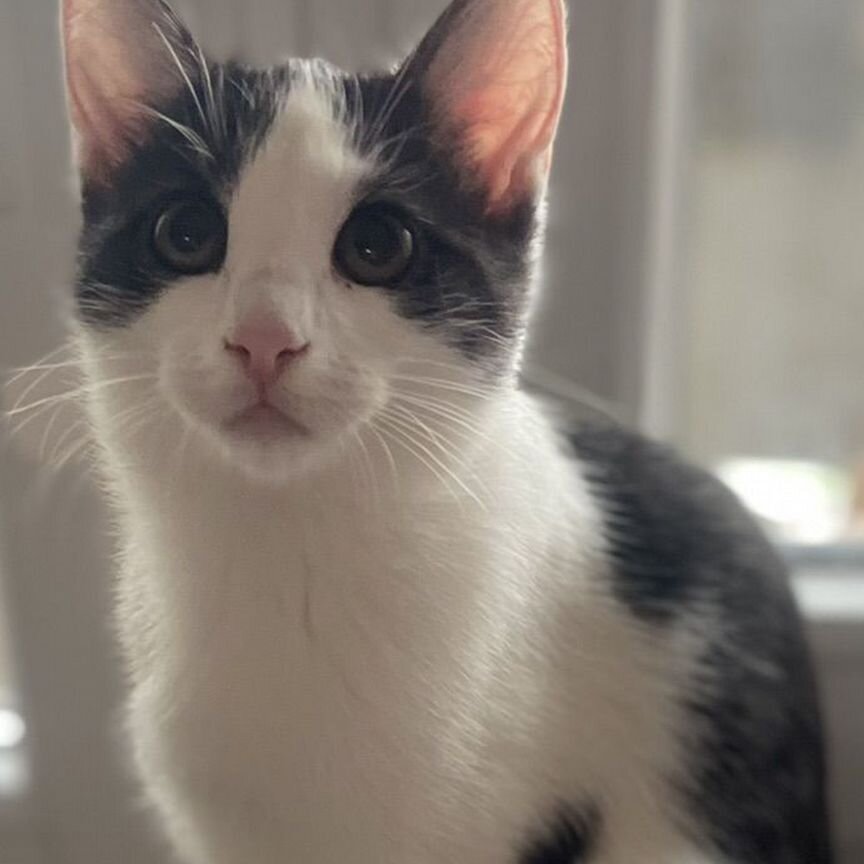 Ласковый котенок в добрые руки