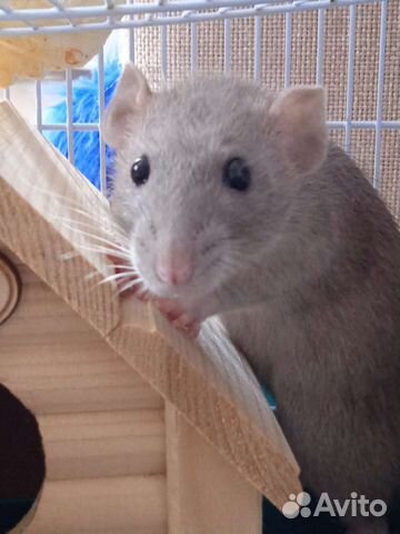 Крыса с клеткой
