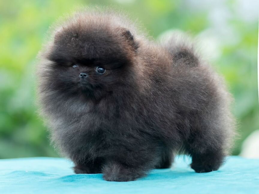 Микро девочка померанский шпиц