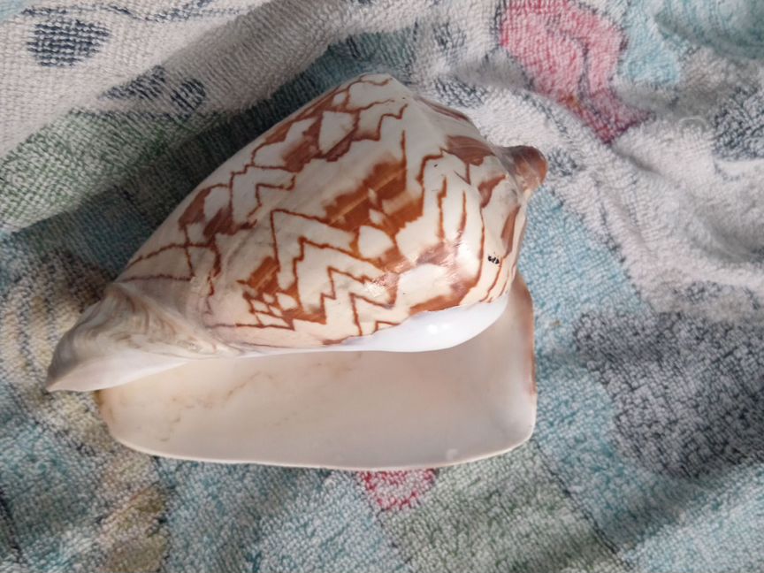 Продам ракушку