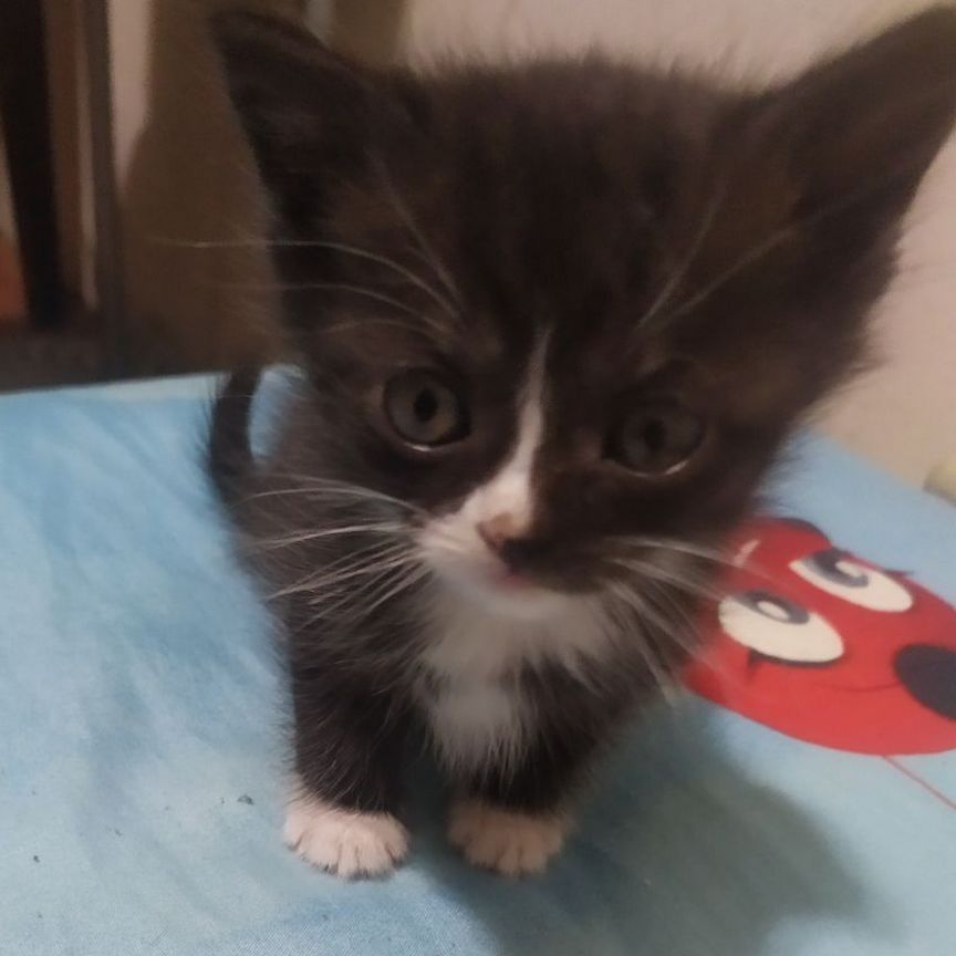 Коты в добрые руки