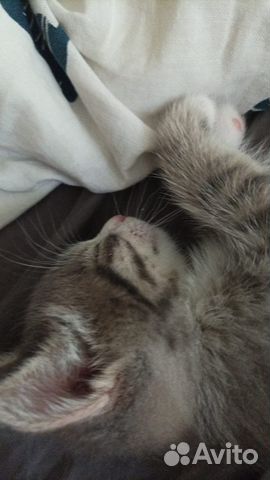 Котята в добрые руки 1 месяц