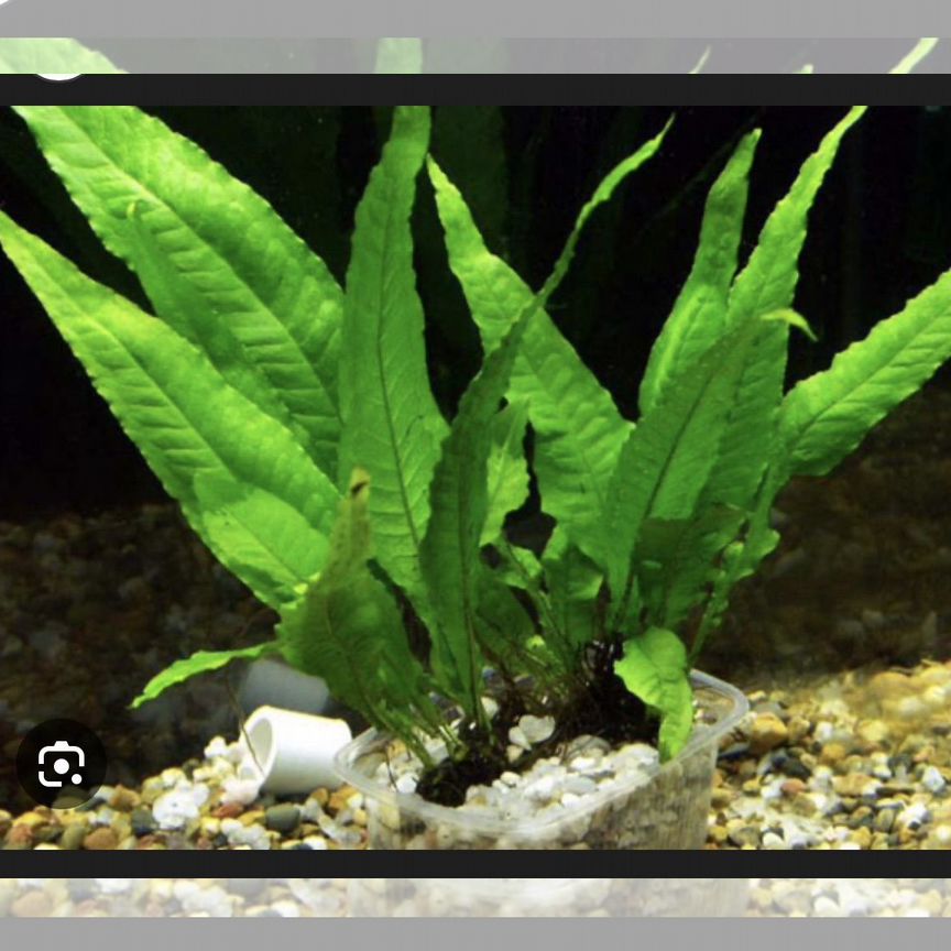 Папоротник таиландский