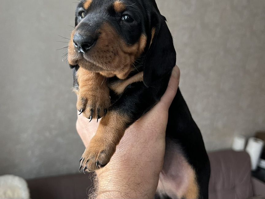 Щенки Dachshund (такса стандартная)