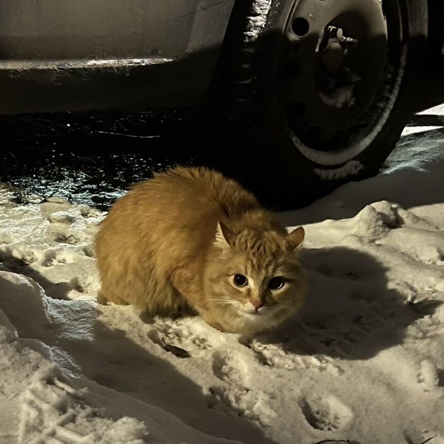 Котейка в добрые руки,оказался на улице