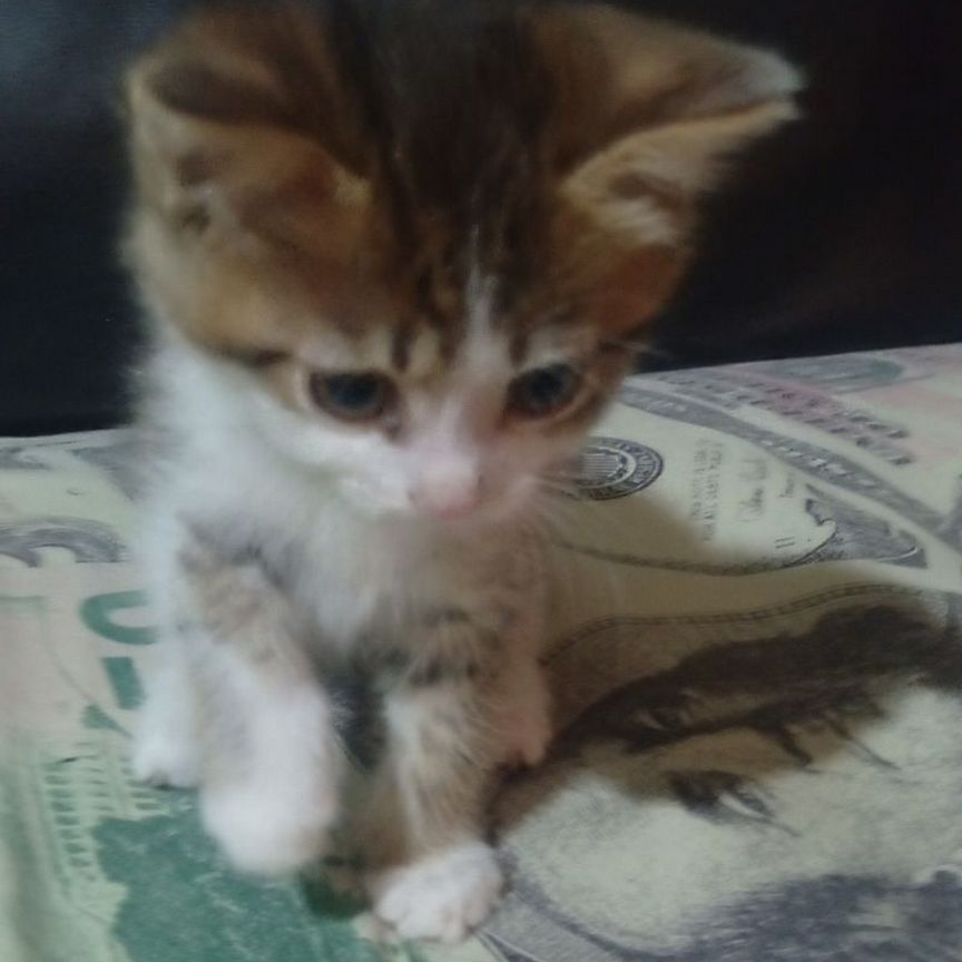 Шотландский прямоухий длинношёрстный котёнок