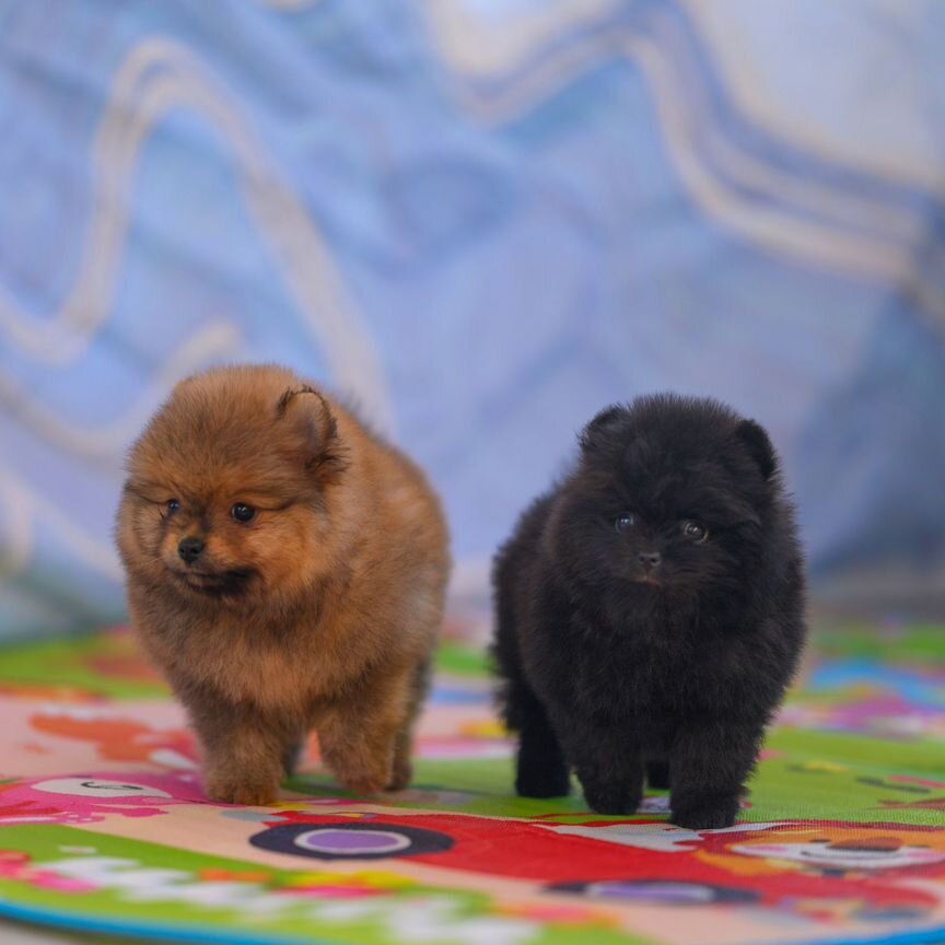 Щенки померанского шпица. Документы