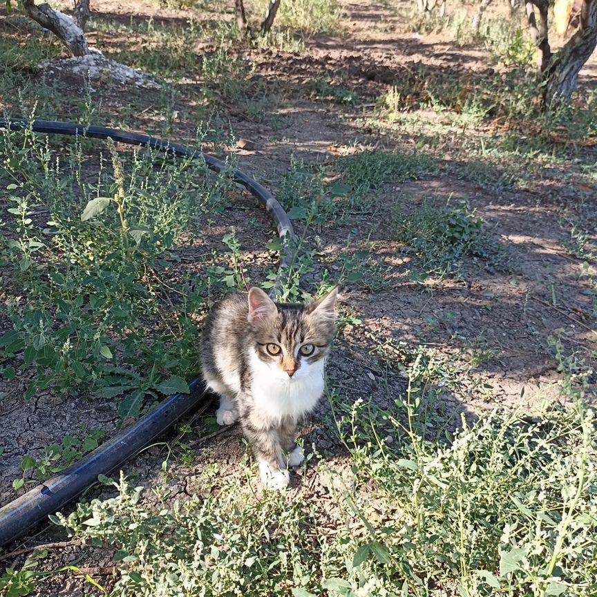 Отдаю кошечку 3 мес