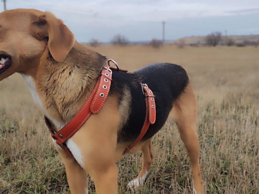 Эстонская гончая вязка