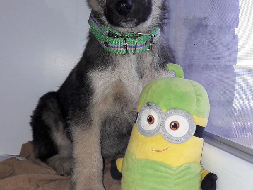 Щенок в добрые руки