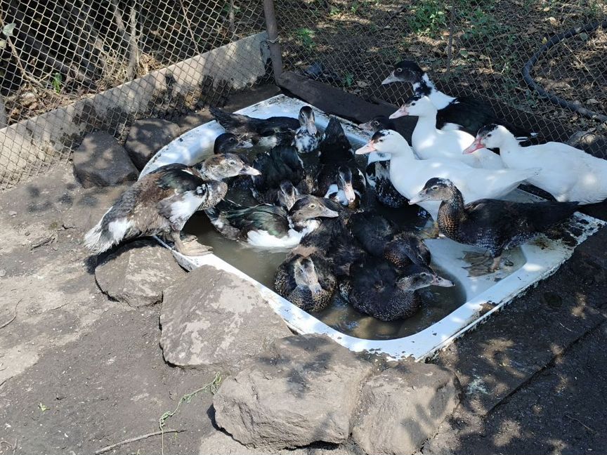 Утята шипуны